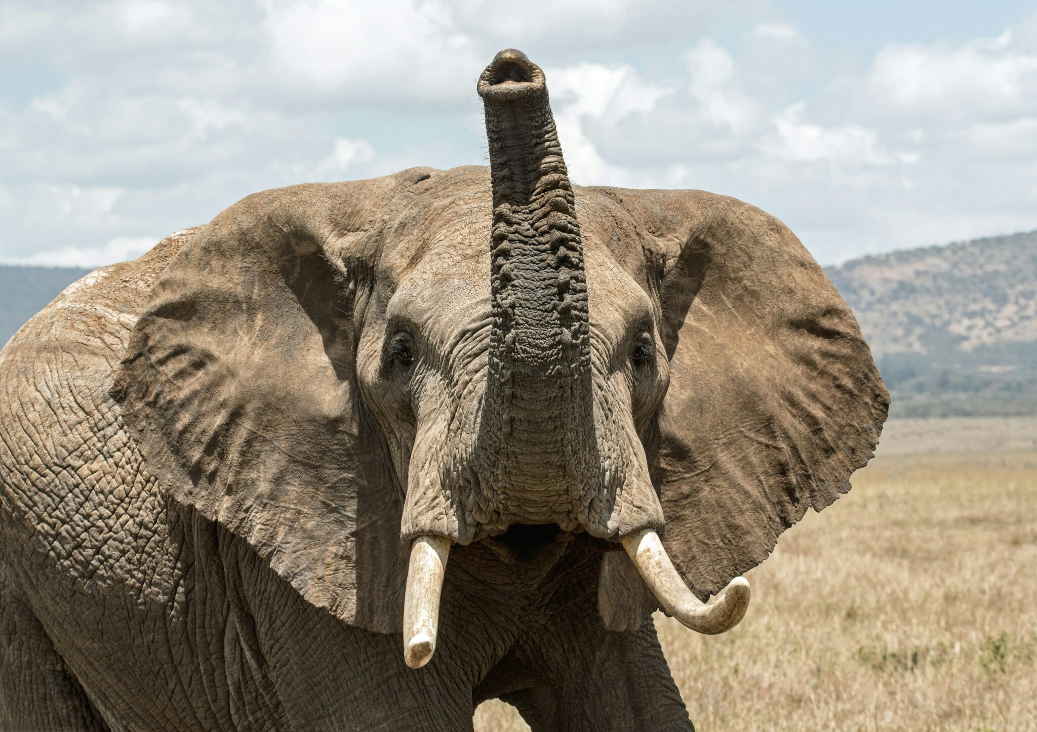 20 Most Friendly Wild Animals In The World