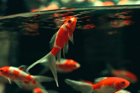 20 Cheapest Pets to Own