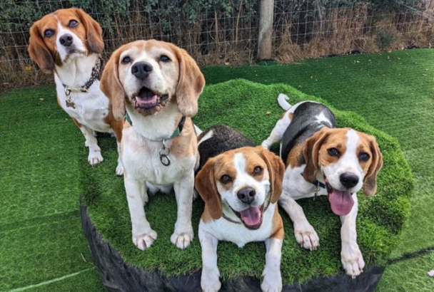 15 Extremely Loud Dog Breeds to Avoid