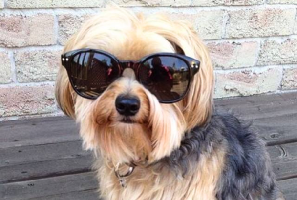 15 Extremely Loud Dog Breeds to Avoid