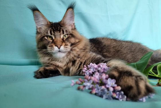 Meet the 15 Most Clever Cat Breeds