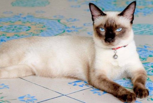Meet the 15 Most Clever Cat Breeds