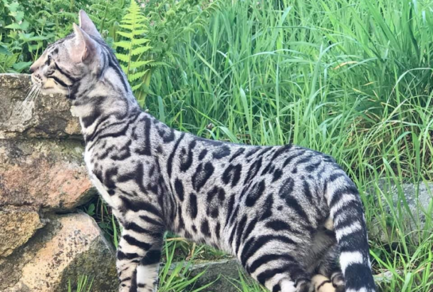 Meet the 15 Most Clever Cat Breeds