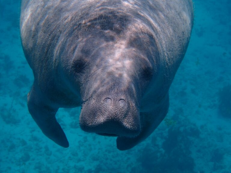 20 Most Friendly Wild Animals In The World