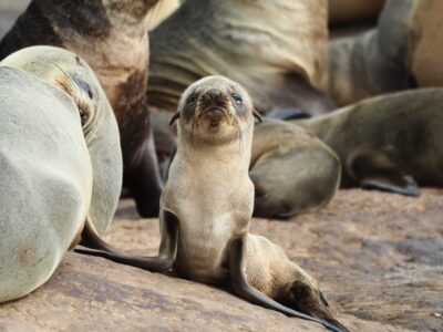 20 Most Friendly Wild Animals In The World