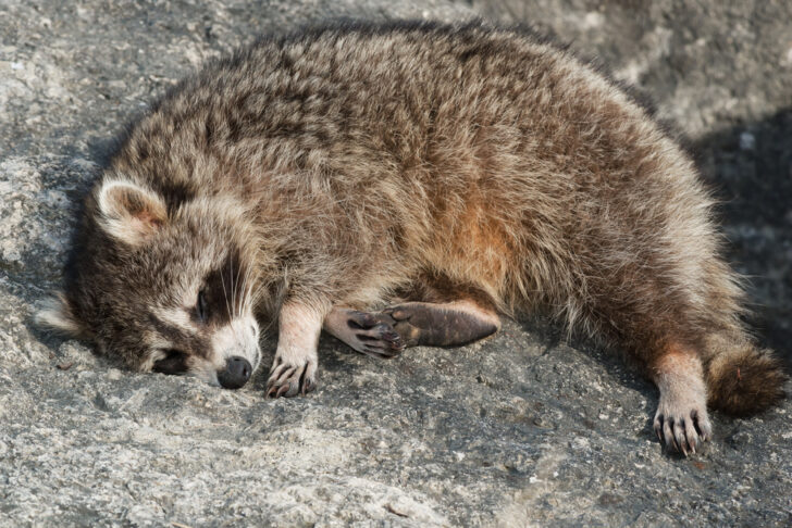 15 Mind-Blowing Raccoon Facts You Never Knew