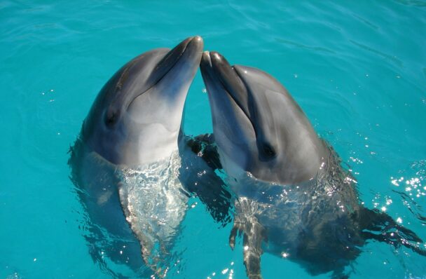 20 Most Friendly Wild Animals In The World