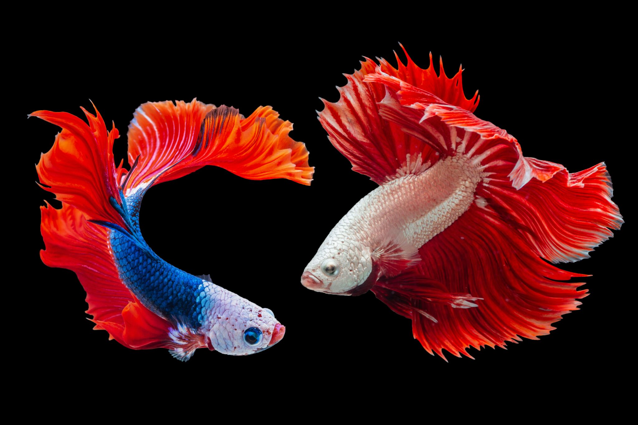 20 Cheapest Pets to Own