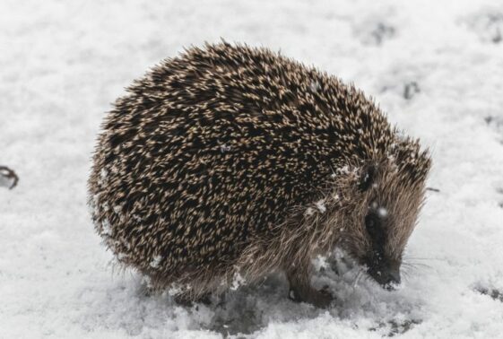 15 Fascinating Facts About Hedgehog