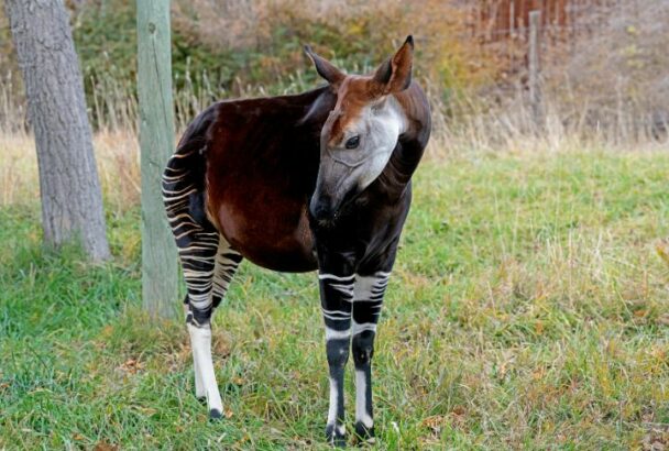 15 Most Unusual Animals On Earth