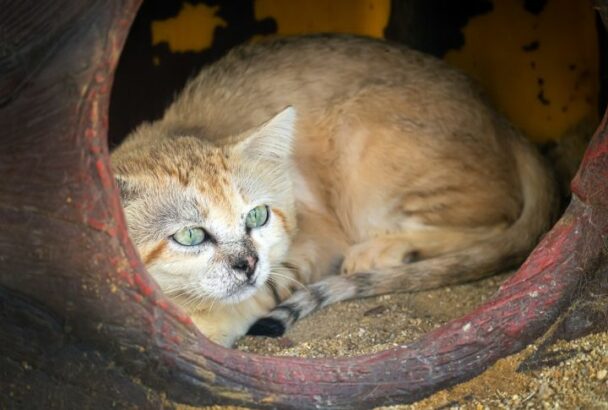 15 Things You Didn’t Know About Saharan Sand Cats
