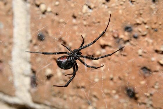 First Aid for Redback Spider Bites: What You Need to Know