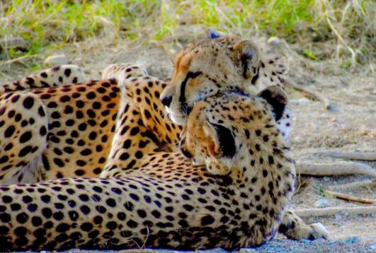 15 Differences Between Male And Female Cheetahs