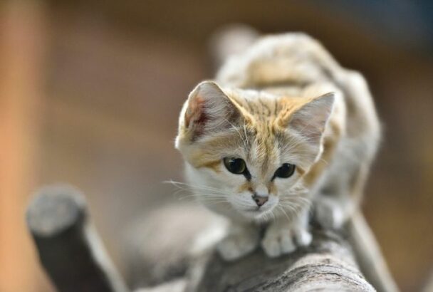 15 Things You Didn’t Know About Saharan Sand Cats