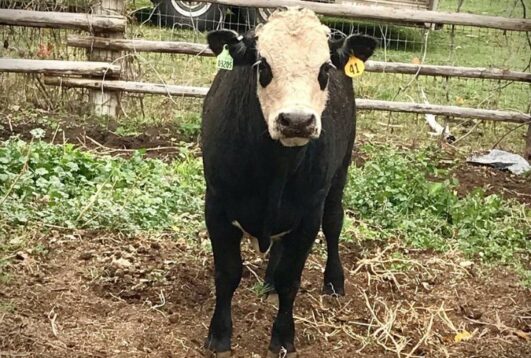 Ever Heard of Hybrid Animals? Here Are 15 of Them