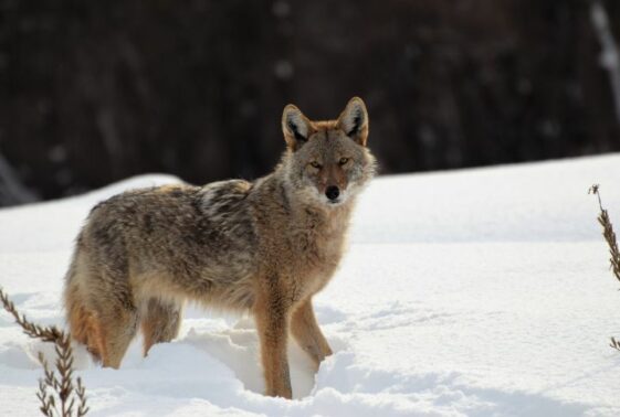 Ever Heard of Hybrid Animals? Here Are 15 of Them