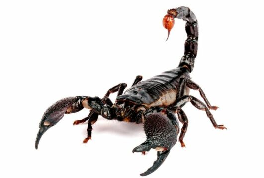 Godzilla Was Inspired By These 15 Animals