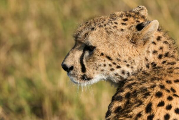 15 Differences Between Male And Female Cheetahs