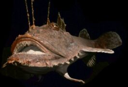 Godzilla Was Inspired By These 15 Animals