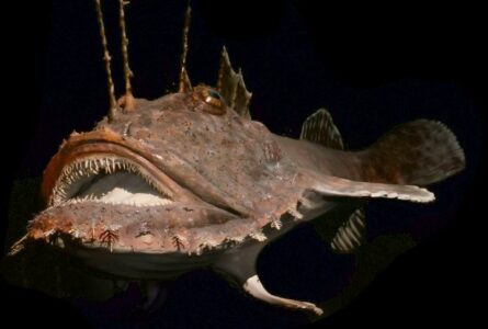 Godzilla Was Inspired By These 15 Animals