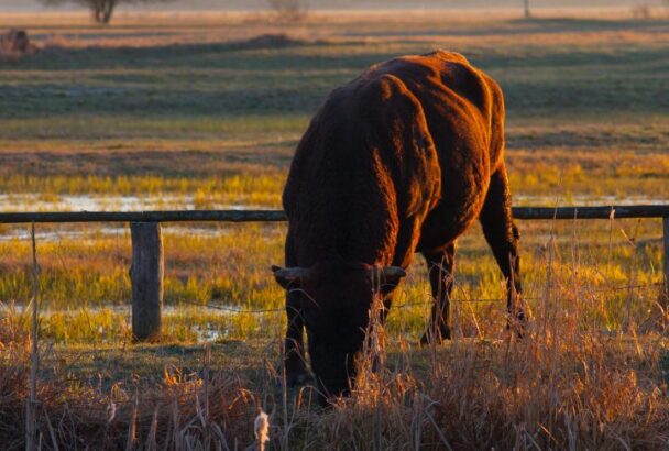 Ever Heard of Hybrid Animals? Here Are 15 of Them