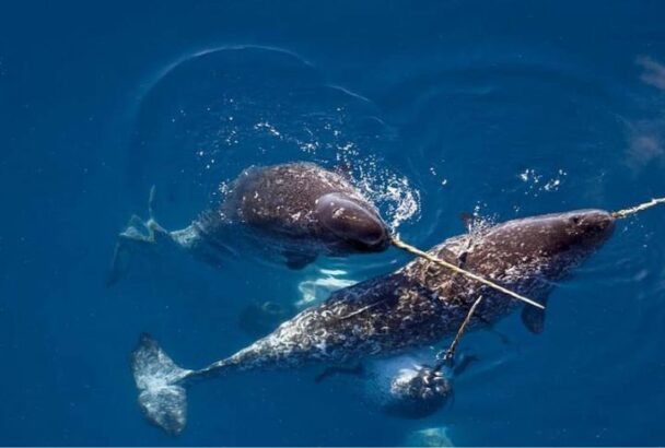 Ever Heard of Hybrid Animals? Here Are 15 of Them