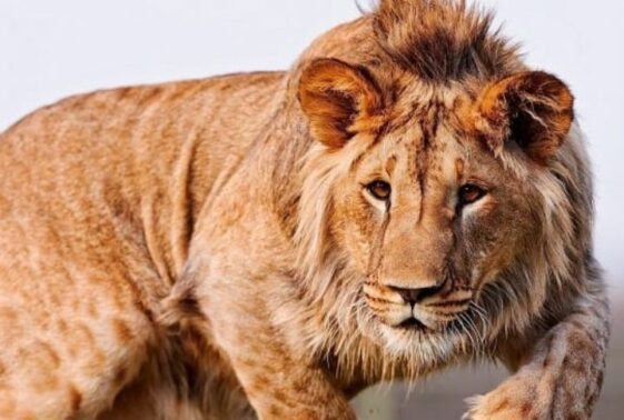 Ever Heard of Hybrid Animals? Here Are 15 of Them