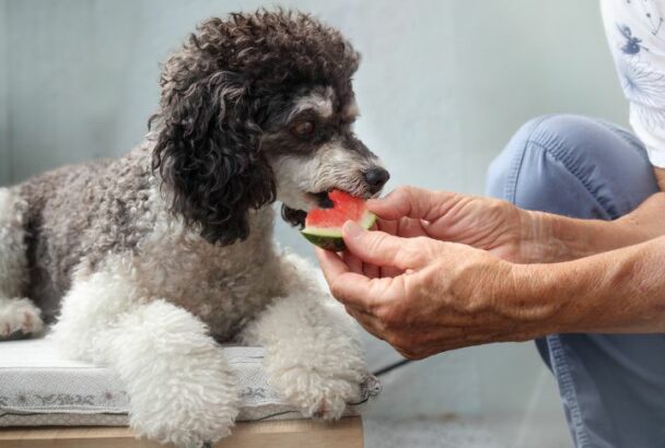 15 Ways to Encourage Your Dogs to Eat Watermelons