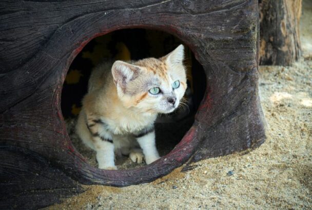 15 Things You Didn’t Know About Saharan Sand Cats