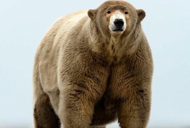 Ever Heard of Hybrid Animals? Here Are 15 of Them