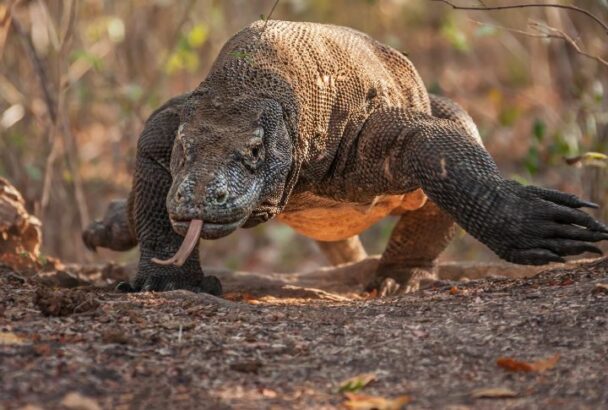 Godzilla Was Inspired By These 15 Animals