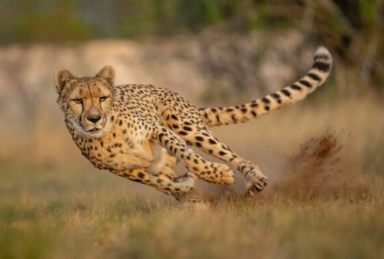 15 Differences Between Male And Female Cheetahs