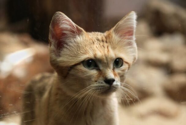 15 Things You Didn’t Know About Saharan Sand Cats