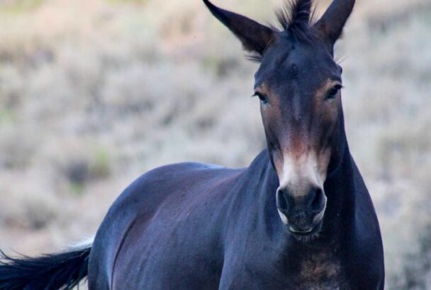 Ever Heard of Hybrid Animals? Here Are 15 of Them