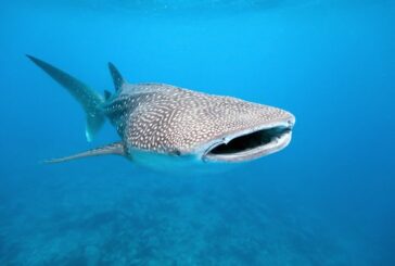 Godzilla Was Inspired By These 15 Animals