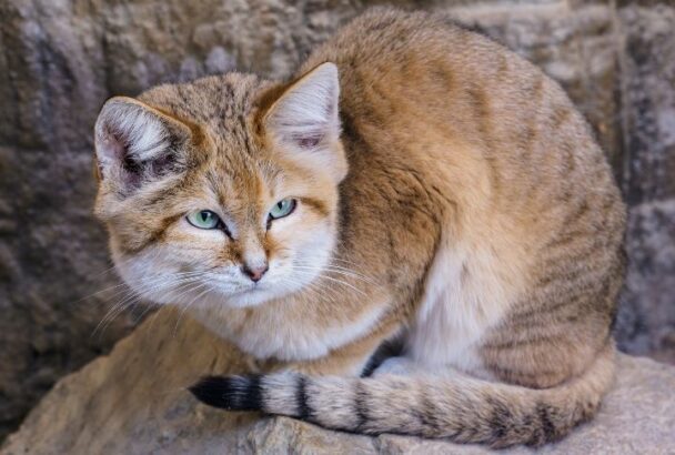 15 Things You Didn’t Know About Saharan Sand Cats