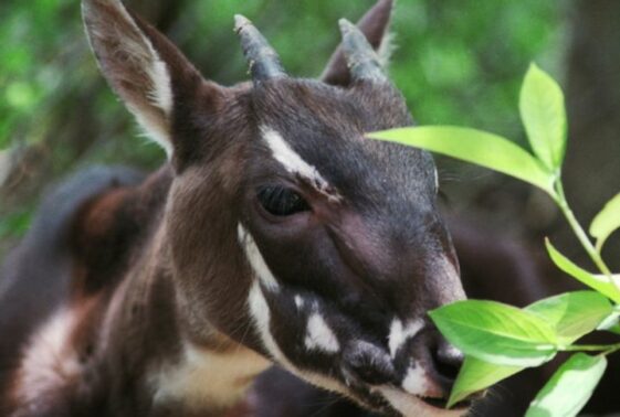 15 Of The World's Rarest Animals