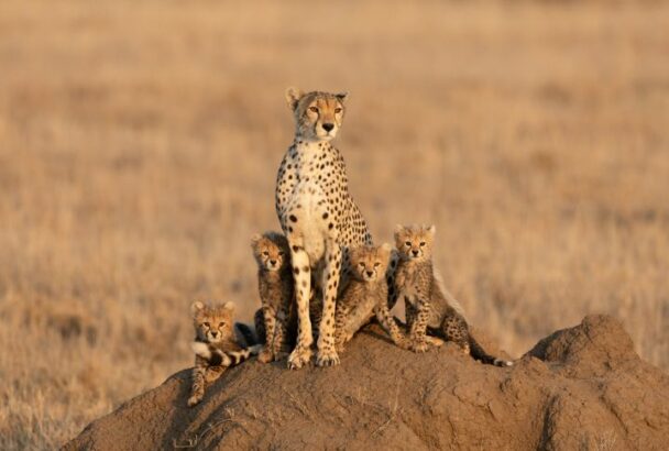 15 Differences Between Male And Female Cheetahs