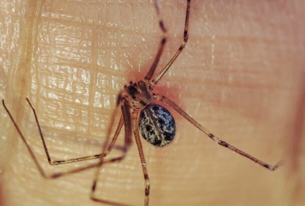 First Aid for Redback Spider Bites: What You Need to Know