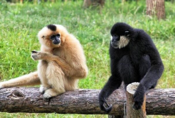 15 Of The World's Rarest Animals