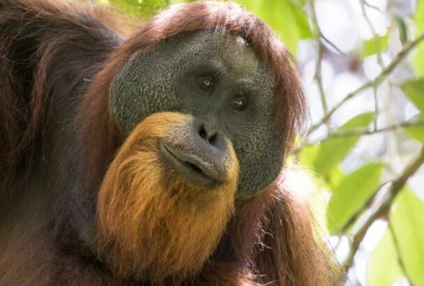 15 Of The World's Rarest Animals