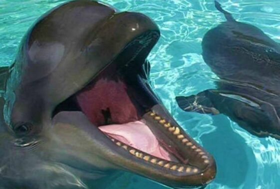 Ever Heard of Hybrid Animals? Here Are 15 of Them