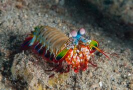 Godzilla Was Inspired By These 15 Animals