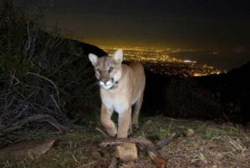 Ever Heard of Hybrid Animals? Here Are 15 of Them