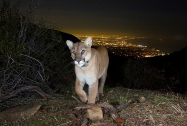 Ever Heard of Hybrid Animals? Here Are 15 of Them