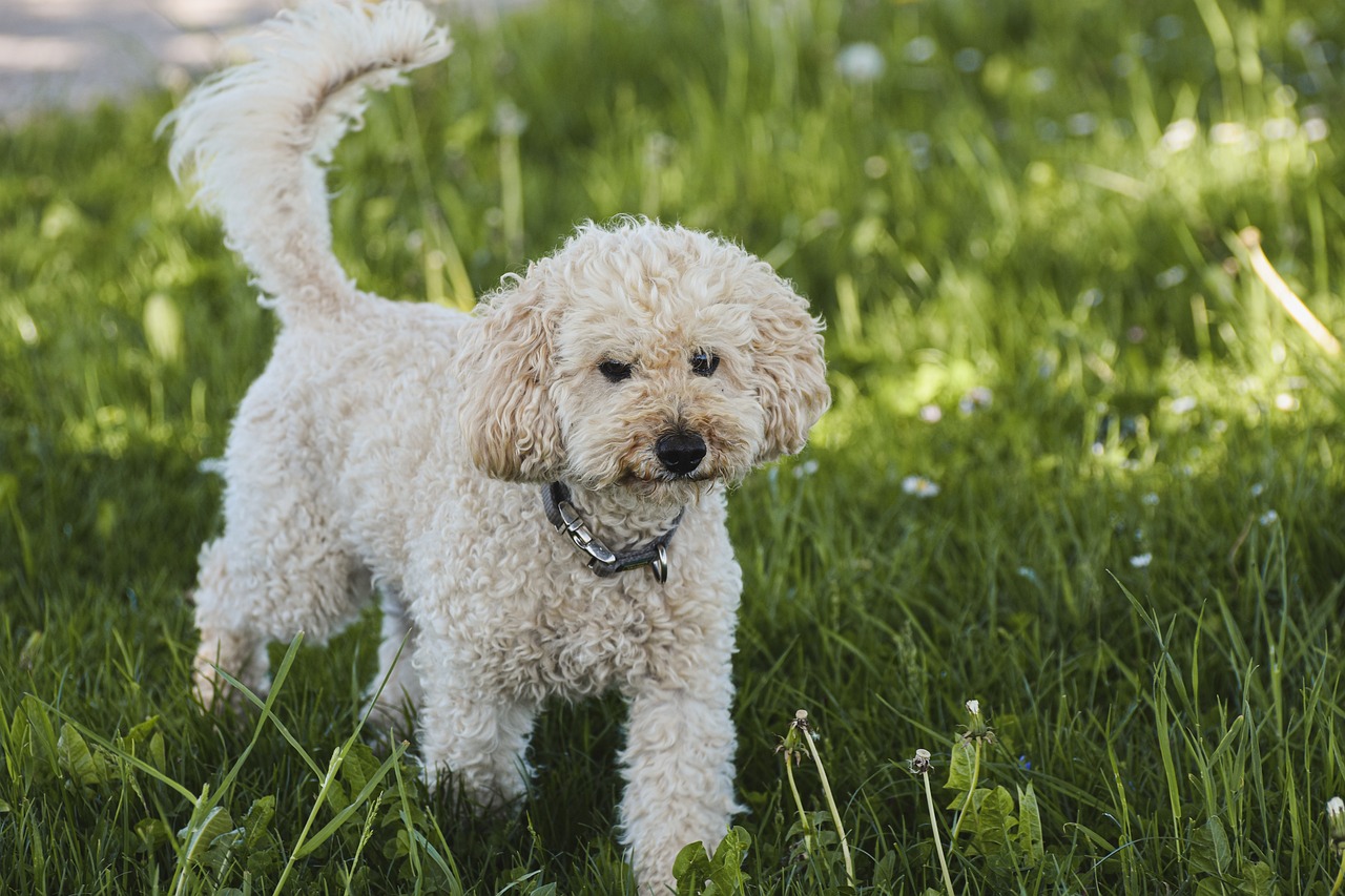 The 10 Best Dog Breeds for People with Autism