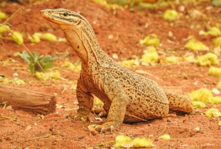 Godzilla Was Inspired By These 15 Animals