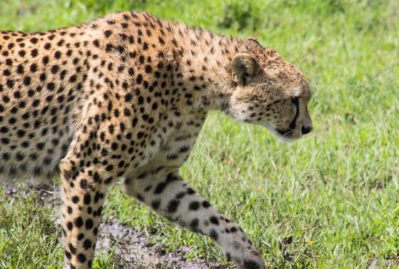 15 Differences Between Male And Female Cheetahs