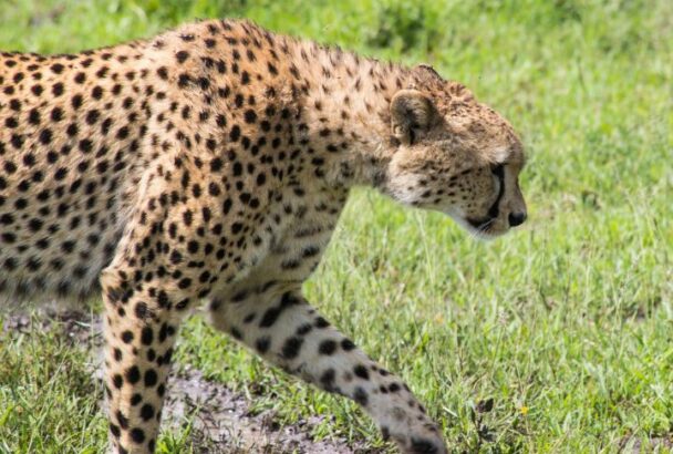 15 Differences Between Male And Female Cheetahs