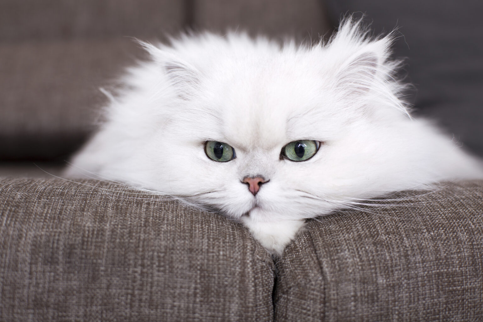 Origins Of 15 Fantastic Cat Breeds